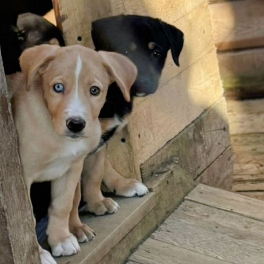 Щенок в добрые руки