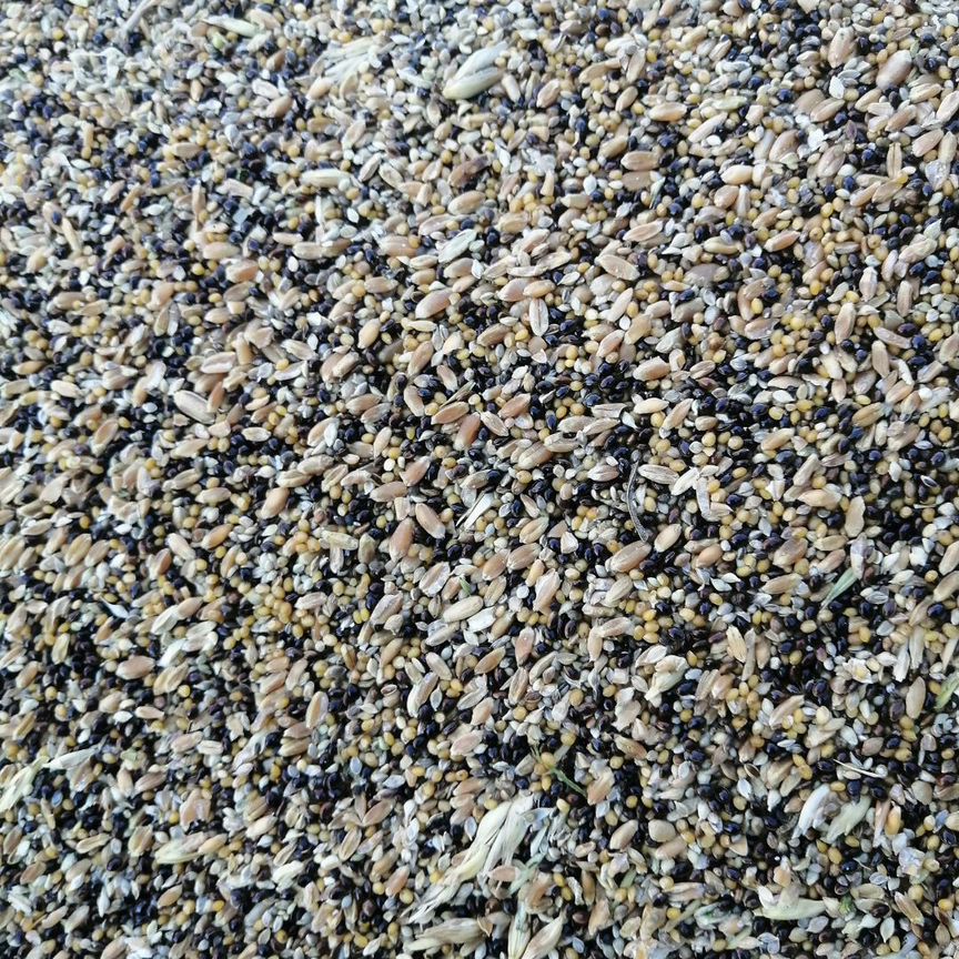 Зерно отходы пшеничные