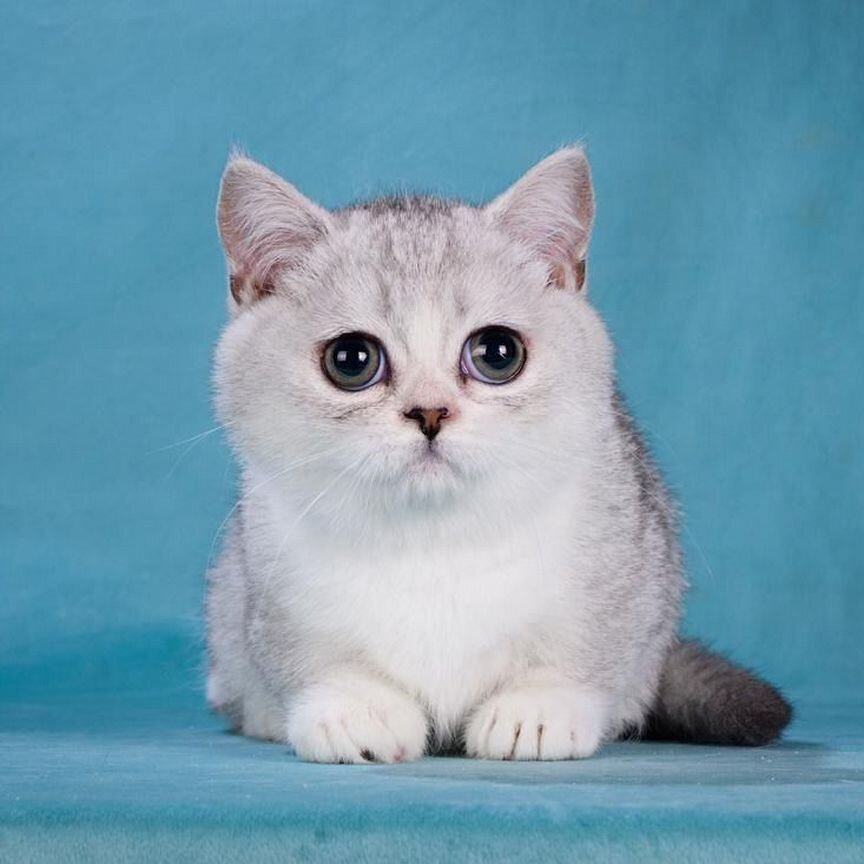 Манчкин котята, выбери свое чудо