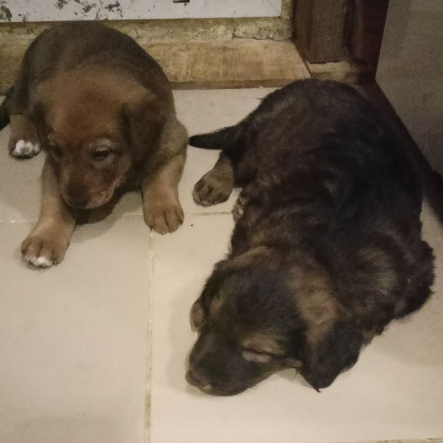 Щенок в добрые руки