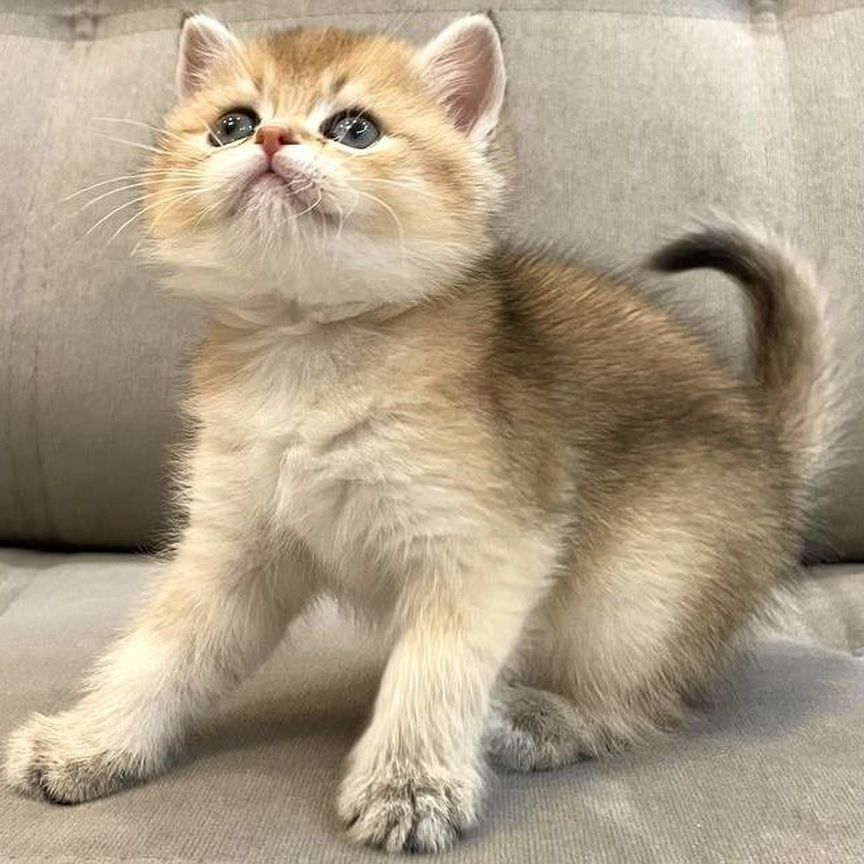 Шотландский прямоухий короткошёрстный котёнок