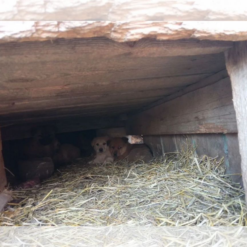 Щенок в добрые руки