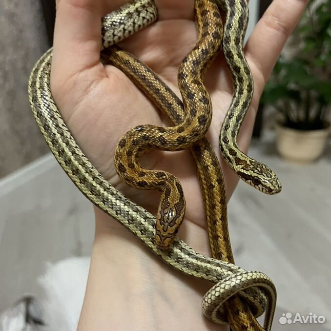 Змеи. Узорчатый полоз
