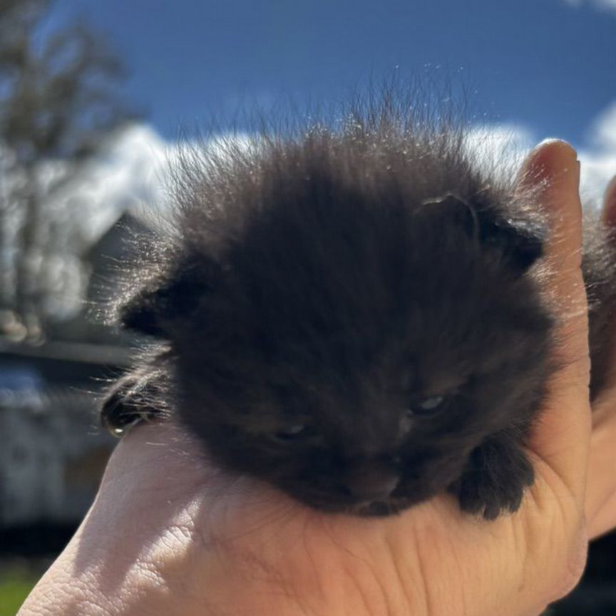 Шотландский вислоухий короткошёрстный котёнок