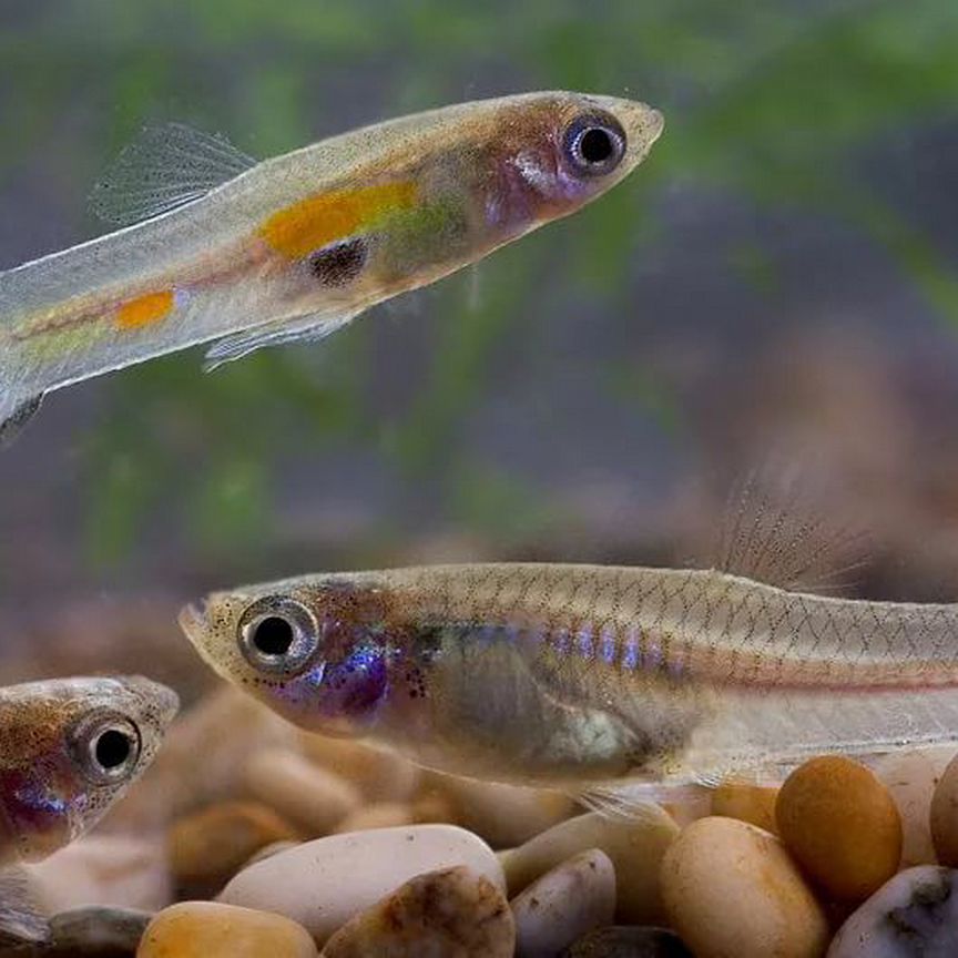 Рыбки гуппи