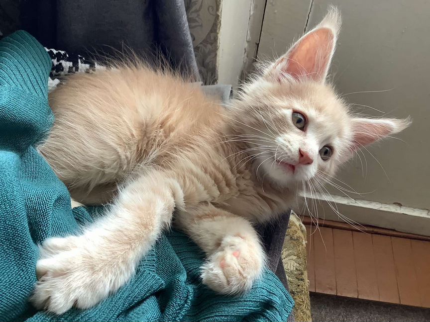 Кремовая очаровашка