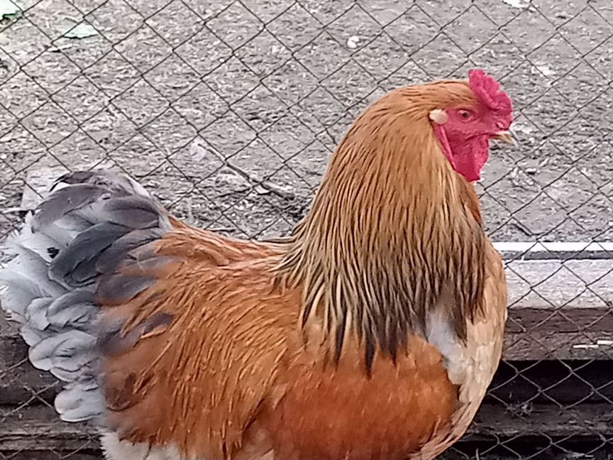 Петух брама