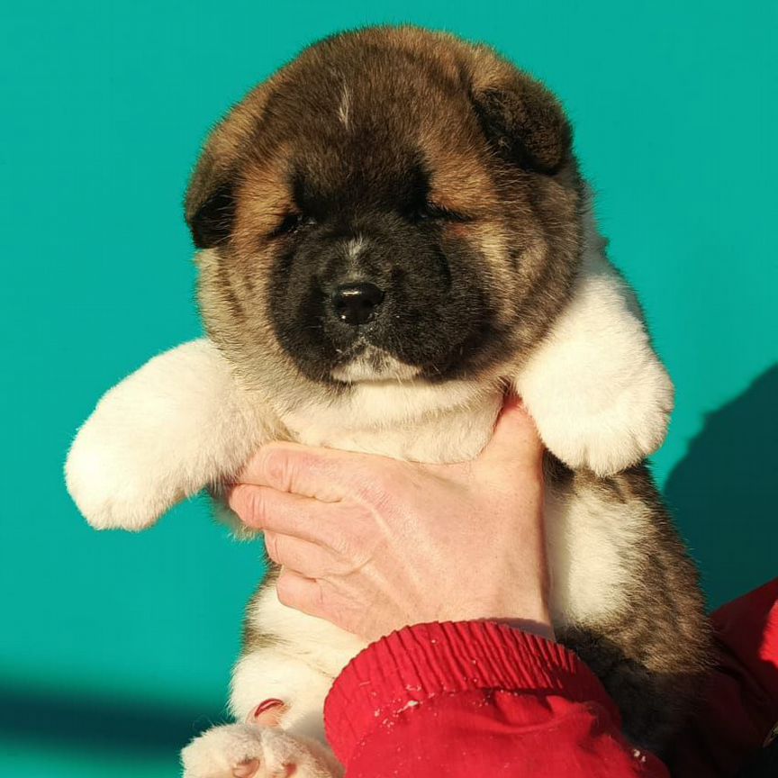 Щенок американской аки ты девочка