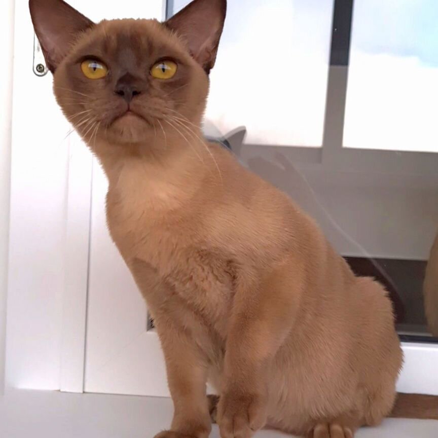 Бурманские котята