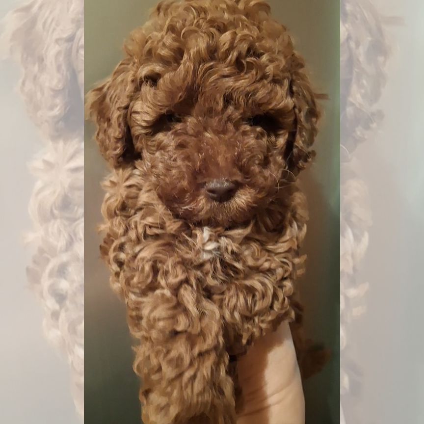 Той-пудель, щенок