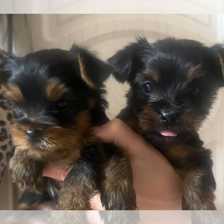 Йоркширский терьер, щенок