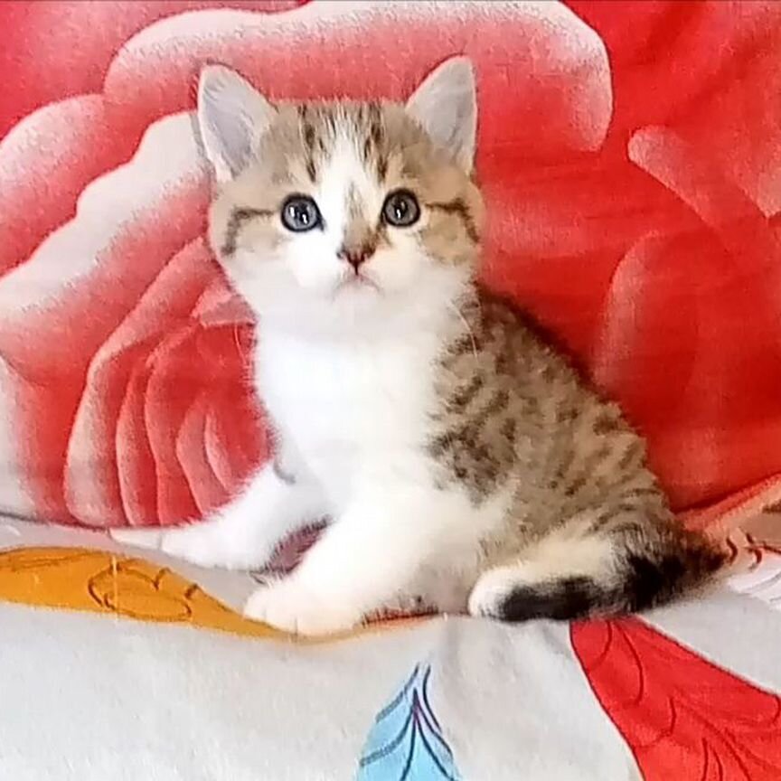 Плюшевый британский мальчик 2 месяца