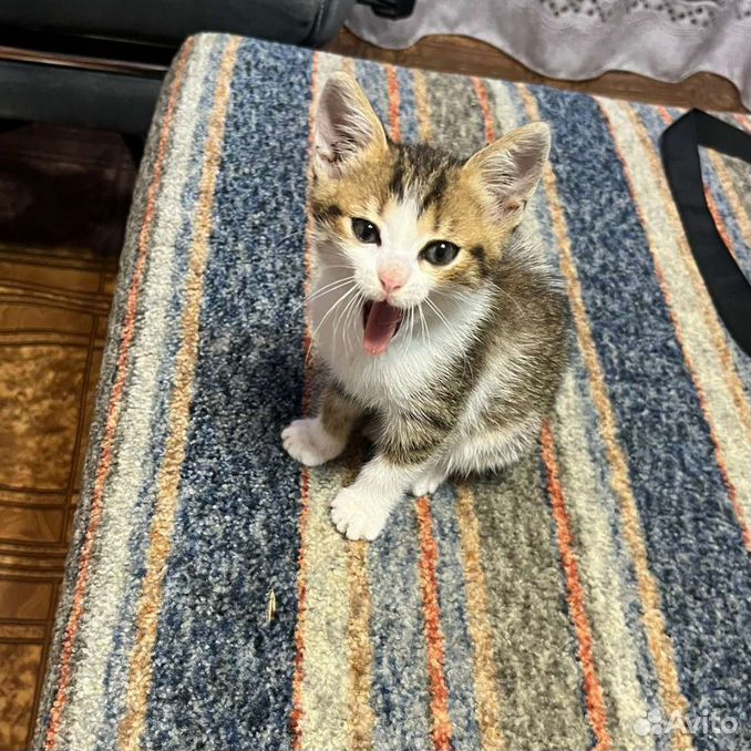 Котенок Майка