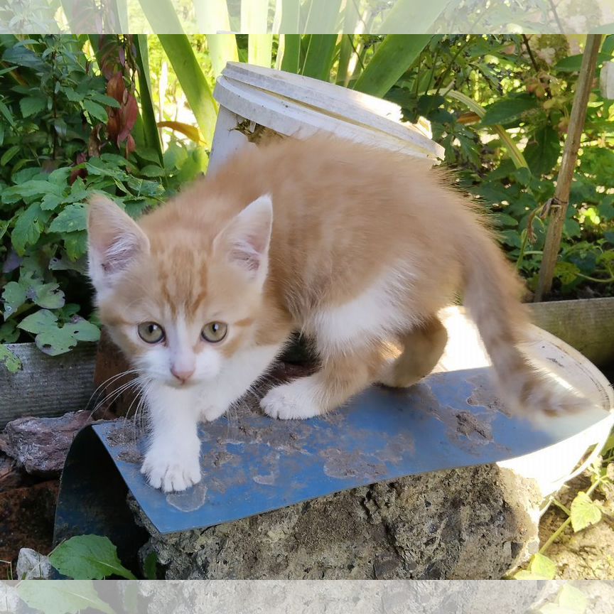 Котята в добрые руки бесплатно