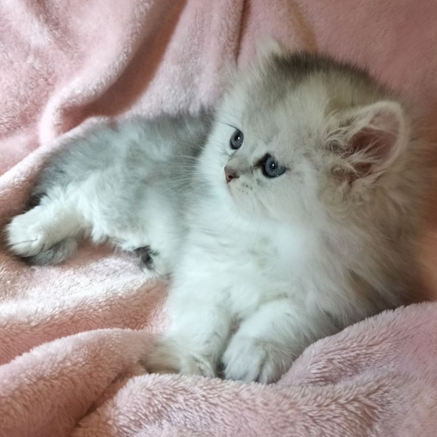 Британский короткошёрстный котёнок