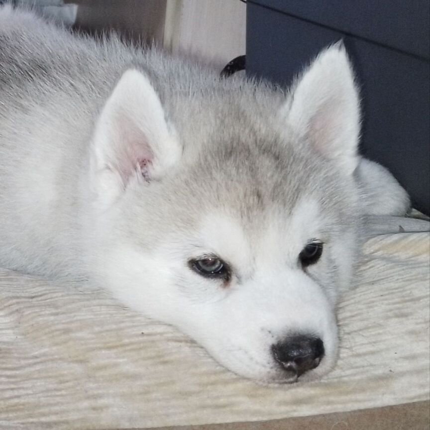 Щенки сибирской хаски