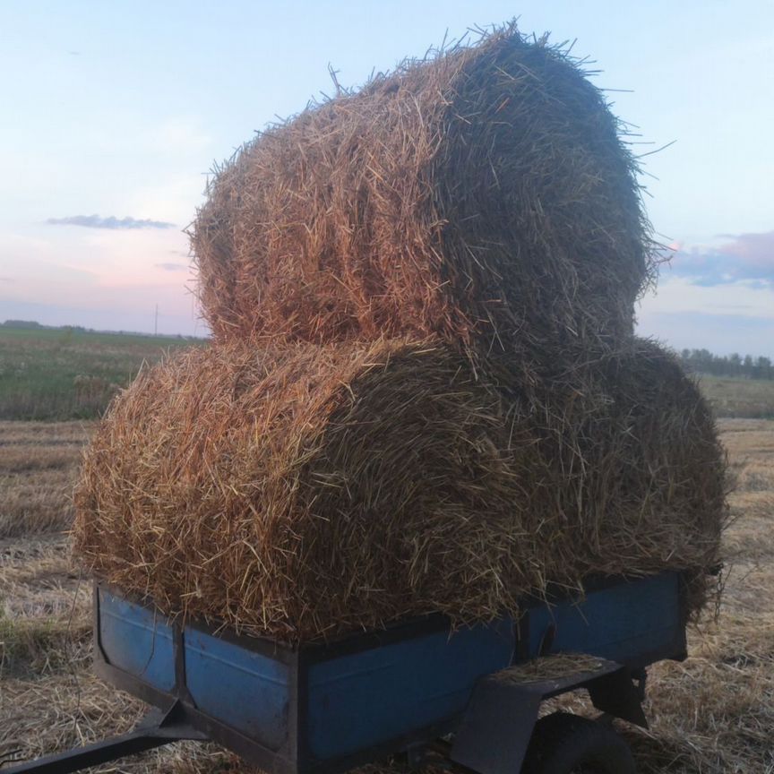 Солома ячменная в рулонах