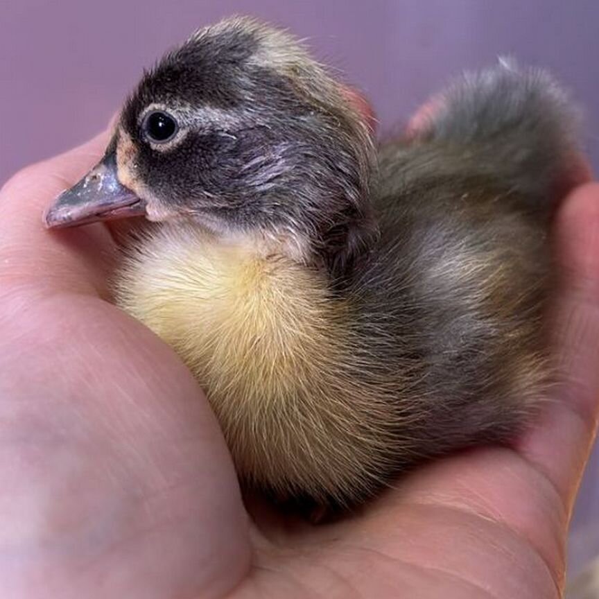 Индийский бегунок