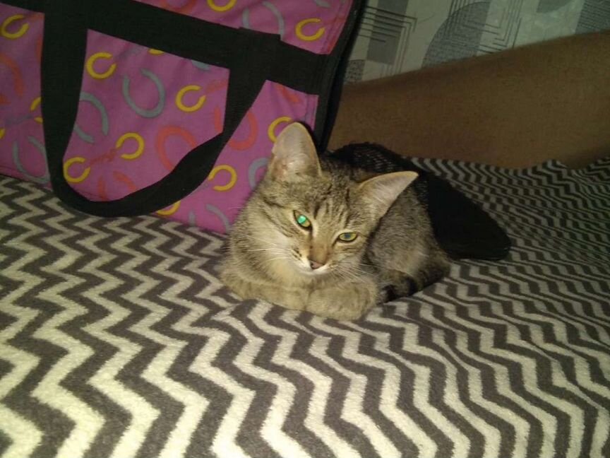 Котята ищут дом