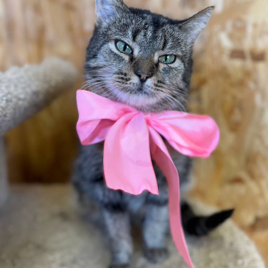 Кошечка Сия. Красота и нежность. Из приюта в дар