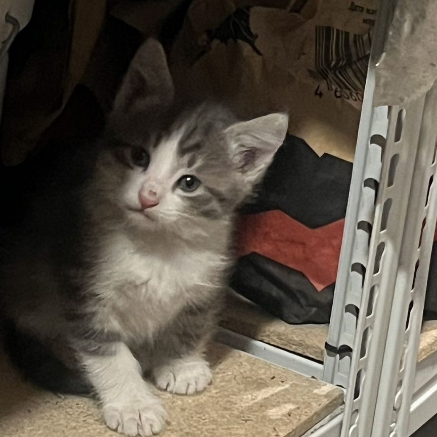 Котик в добрые руки