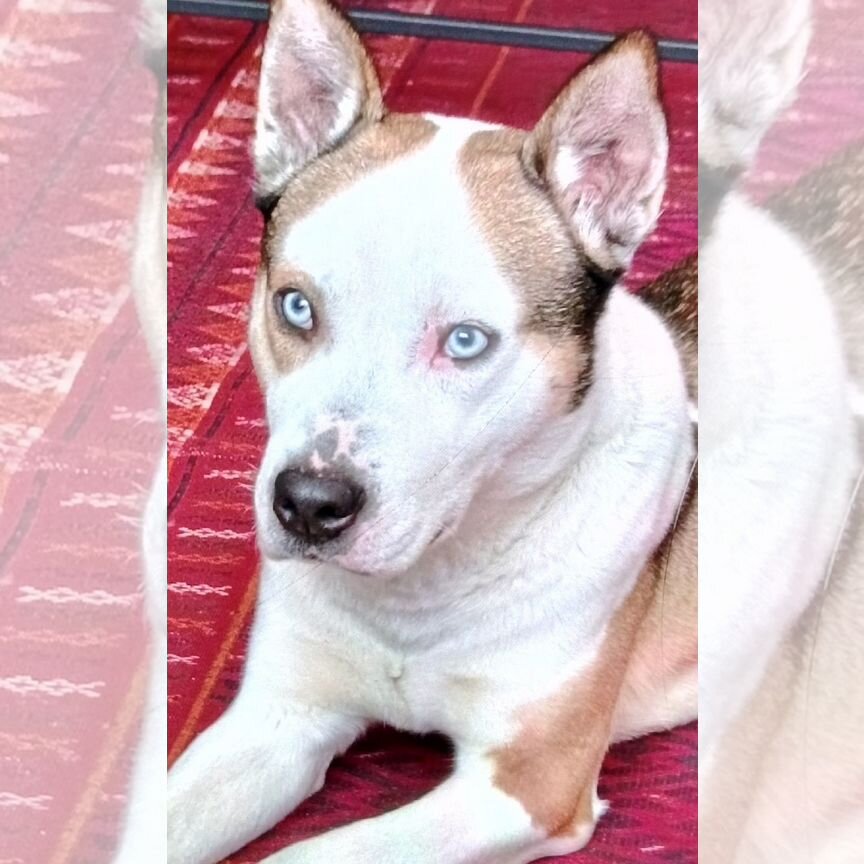 Американский стаффордширский терьер, взрослый пёс