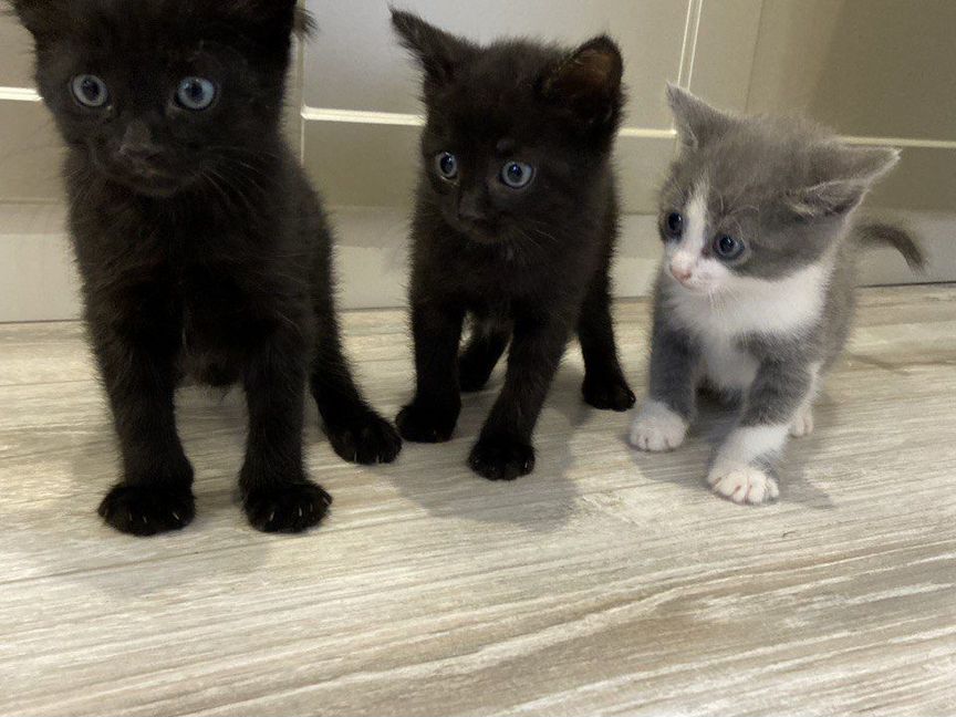 Котят в добрые руки