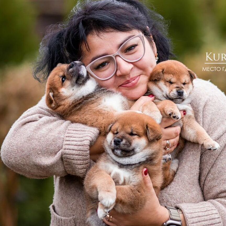 Щенки Сиба: Для тех, кто ценит здоровье и породнос