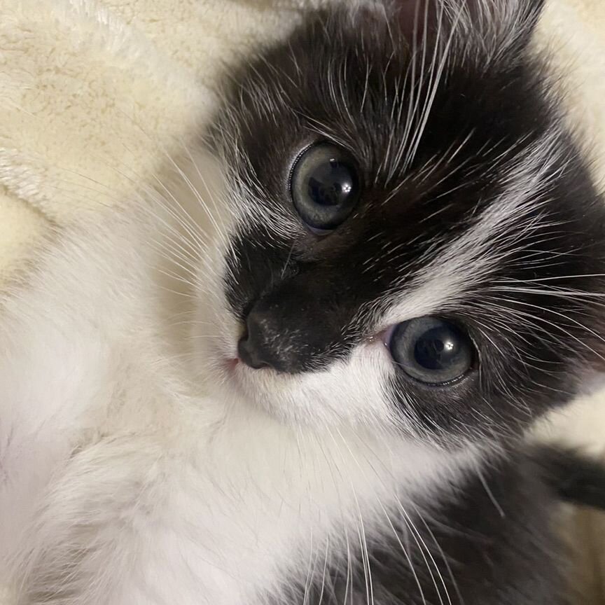 Киса ищет теплые руки