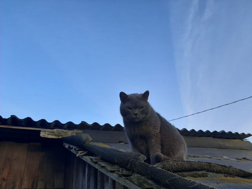 Котик британец или шотландец