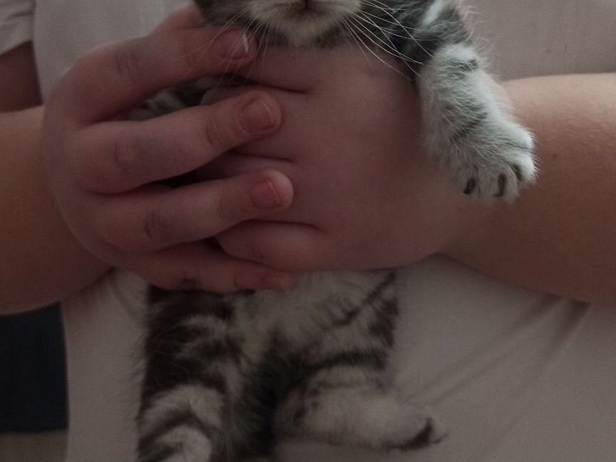 Шотландские вислоухие котята Скотти фолд