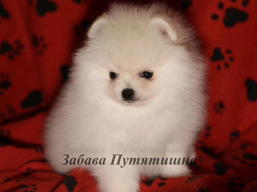 Шпиц мальчик кремовый