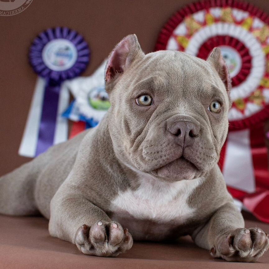 Американский Булли щенок