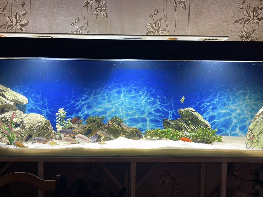 Аквариум с рыбками