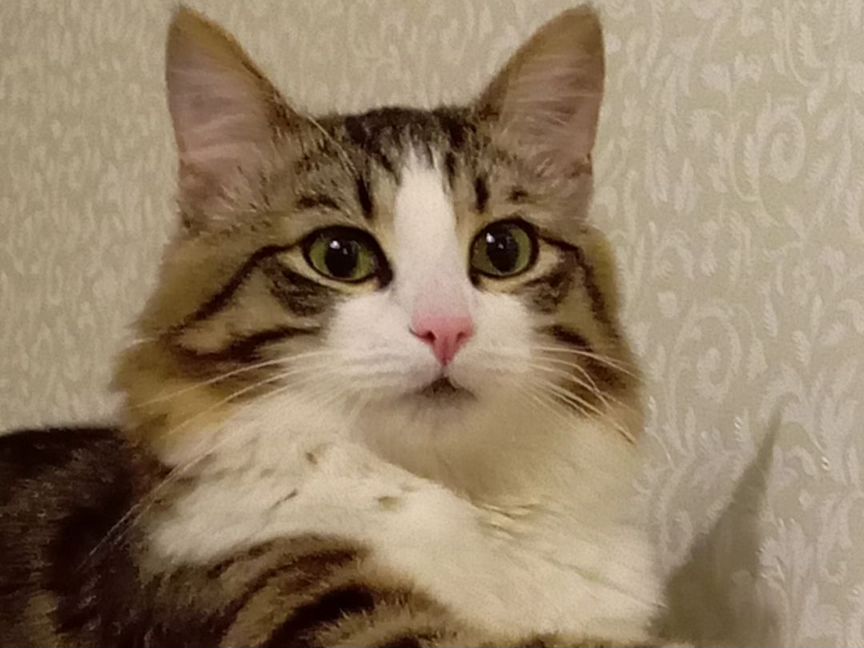 Енотик в добрые руки