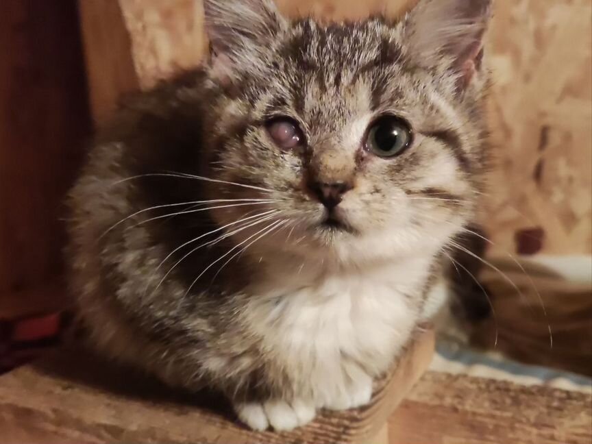 Больной, несчастный котенок