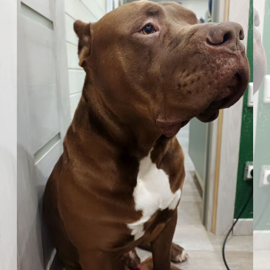 Aмериканский Пит бультерьер MAX