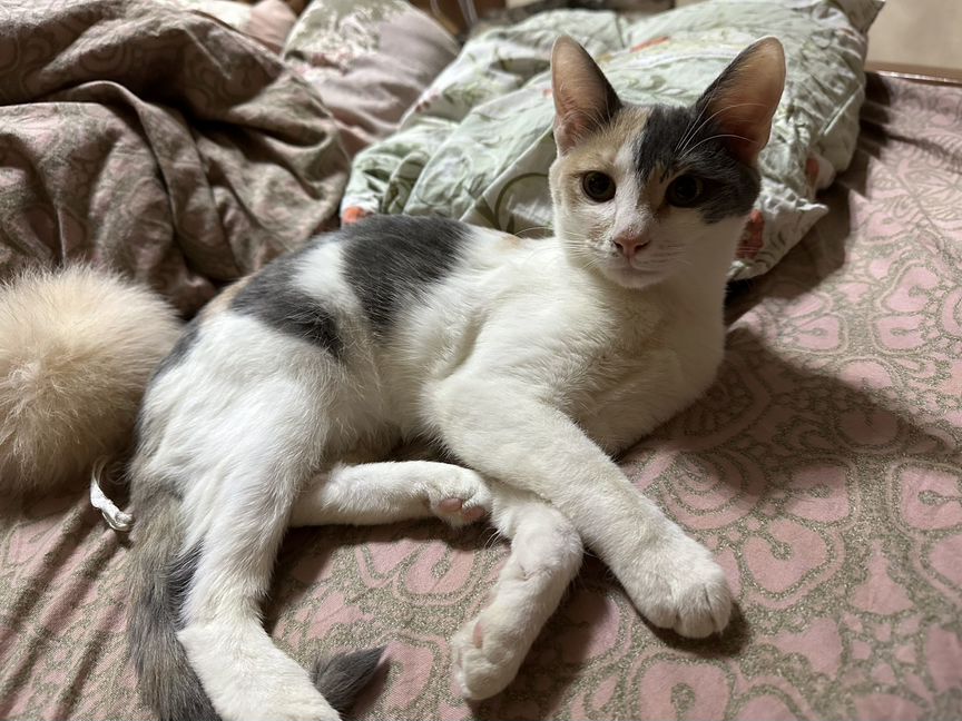 Трехцветный котенок в дар