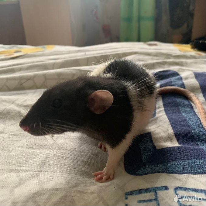 Домашние животные крысы