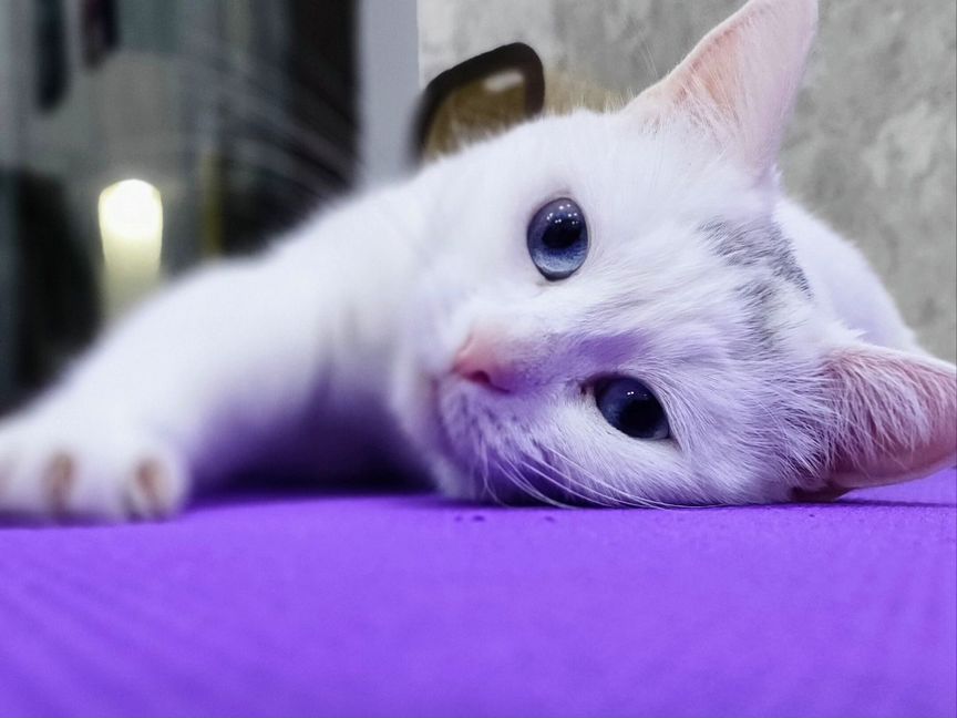 Турецкая ангора (помесь)