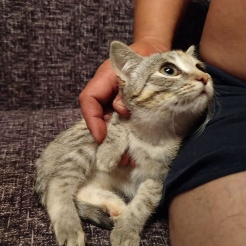 Котенок трехшерстный