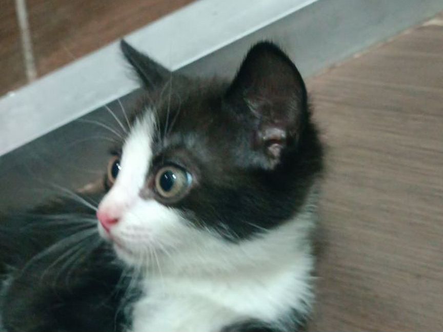 Кошки в добрые руки бесплатно