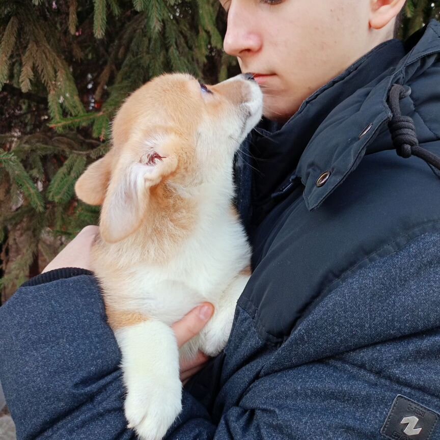 Девчулькак рыжулька красотулька корги