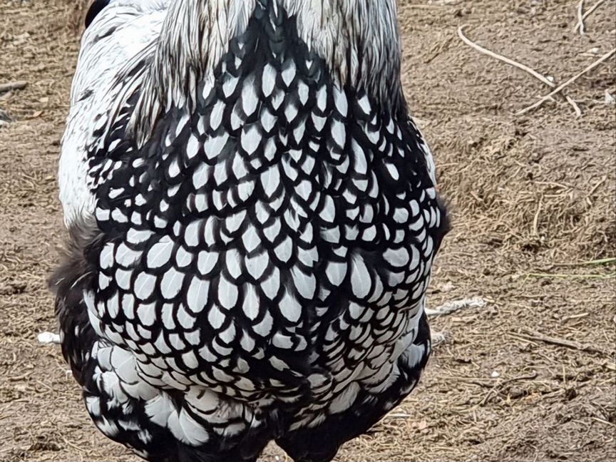 Петух и куры виандот серебро