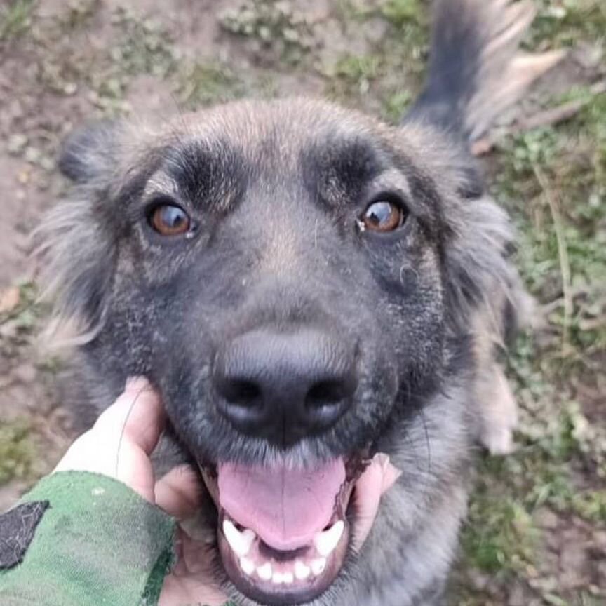 Взрослая собака в добрые руки