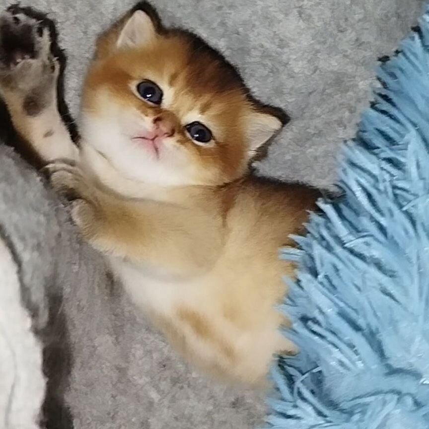 Шотландский вислоухий короткошёрстный котёнок