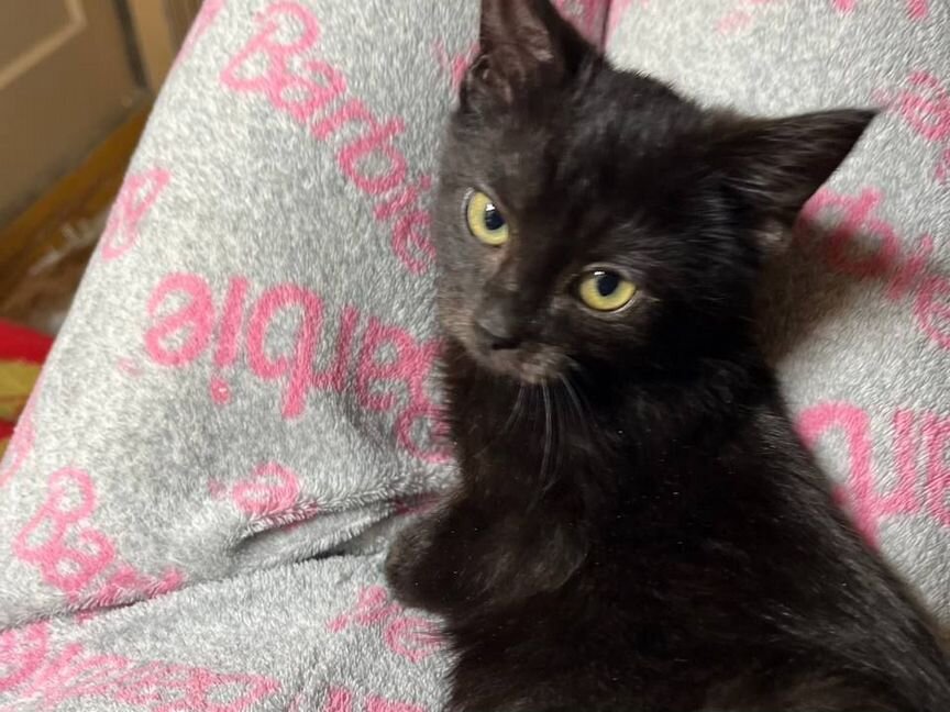 Котята в добрые руки бесплатно