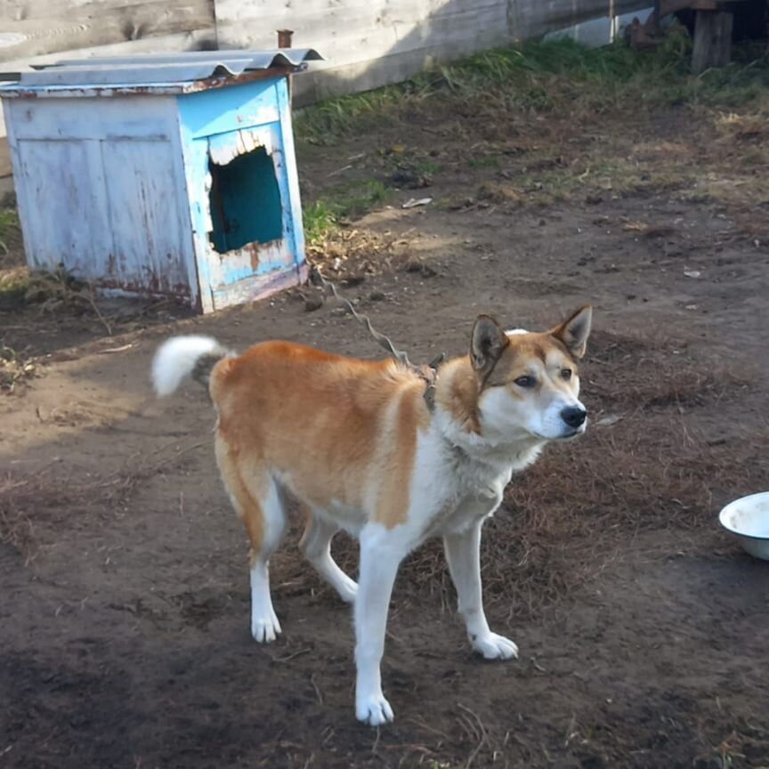 Собачку хотят убить