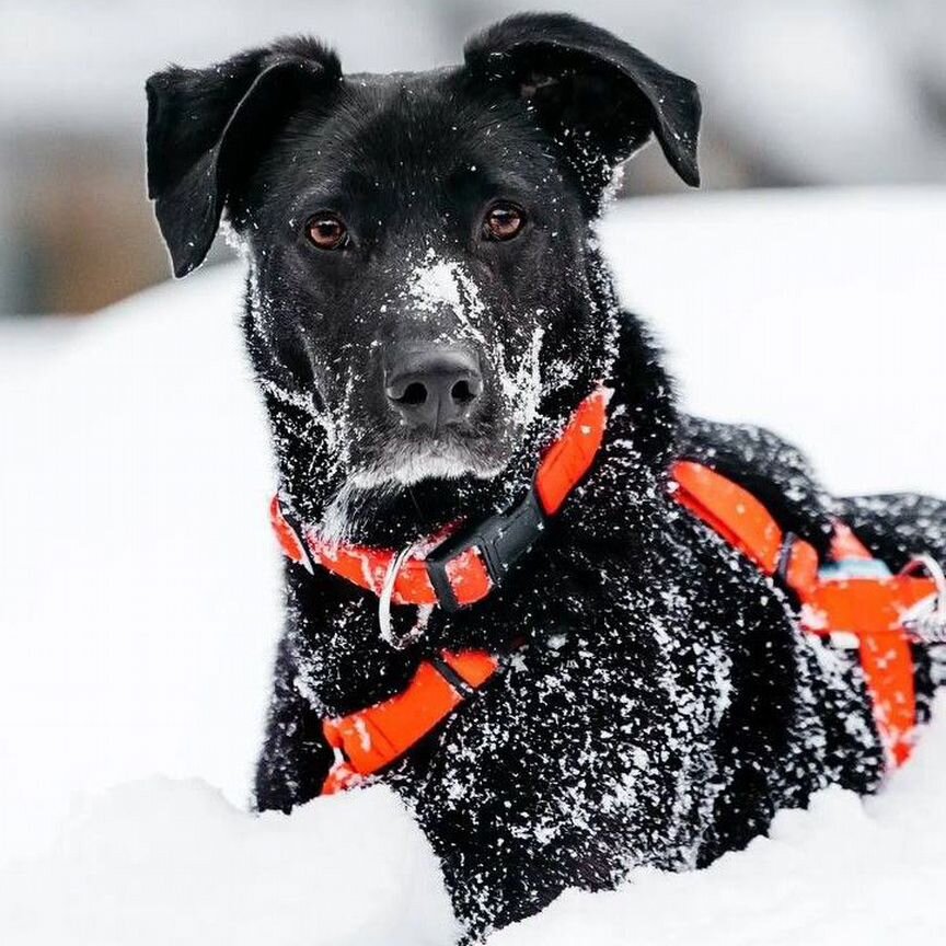 Взрослая собака в добрые руки