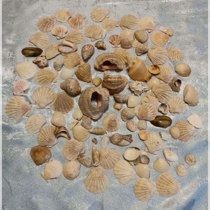 Морские ракушки,раковины